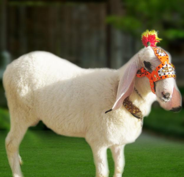 Online Qurbani